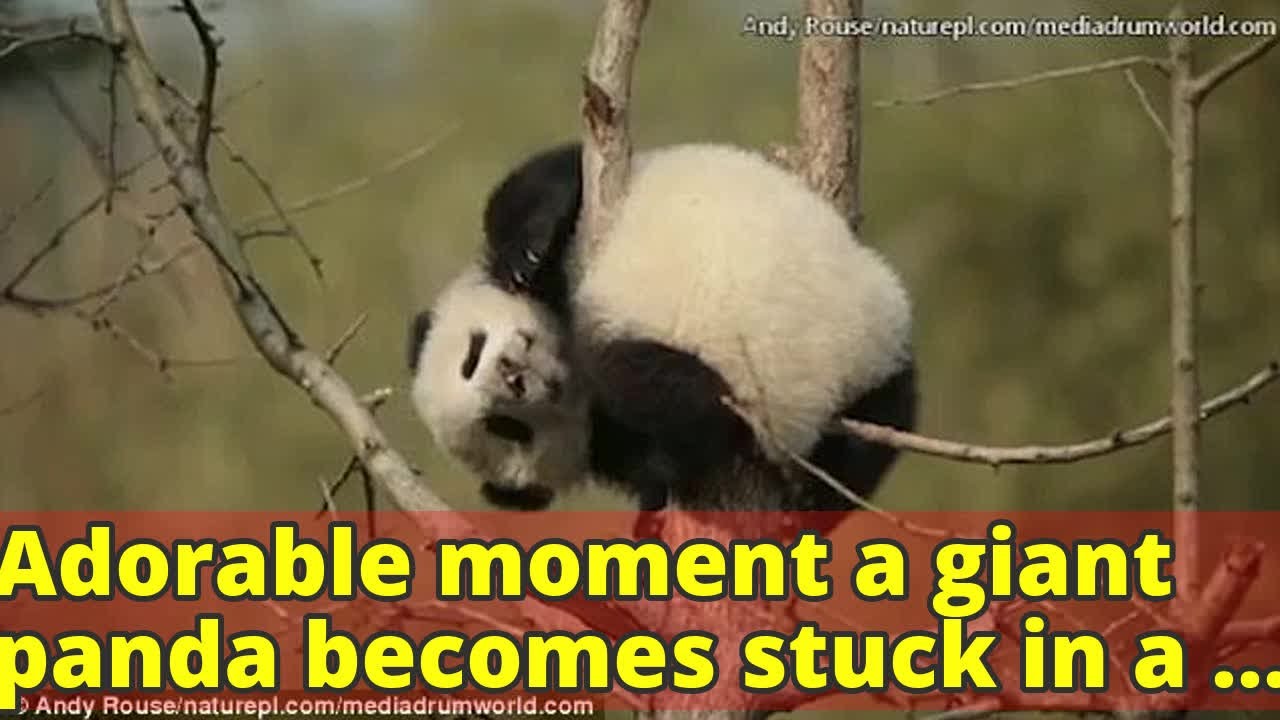 Adorable moment a giant panda becomes stuck in a tree after its leg ...