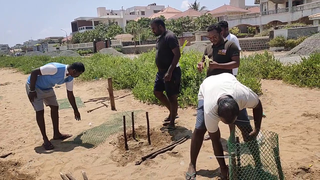 Panai maram | Palm tree plantation | Srikanth | LachuBhai | Neelankarai ...