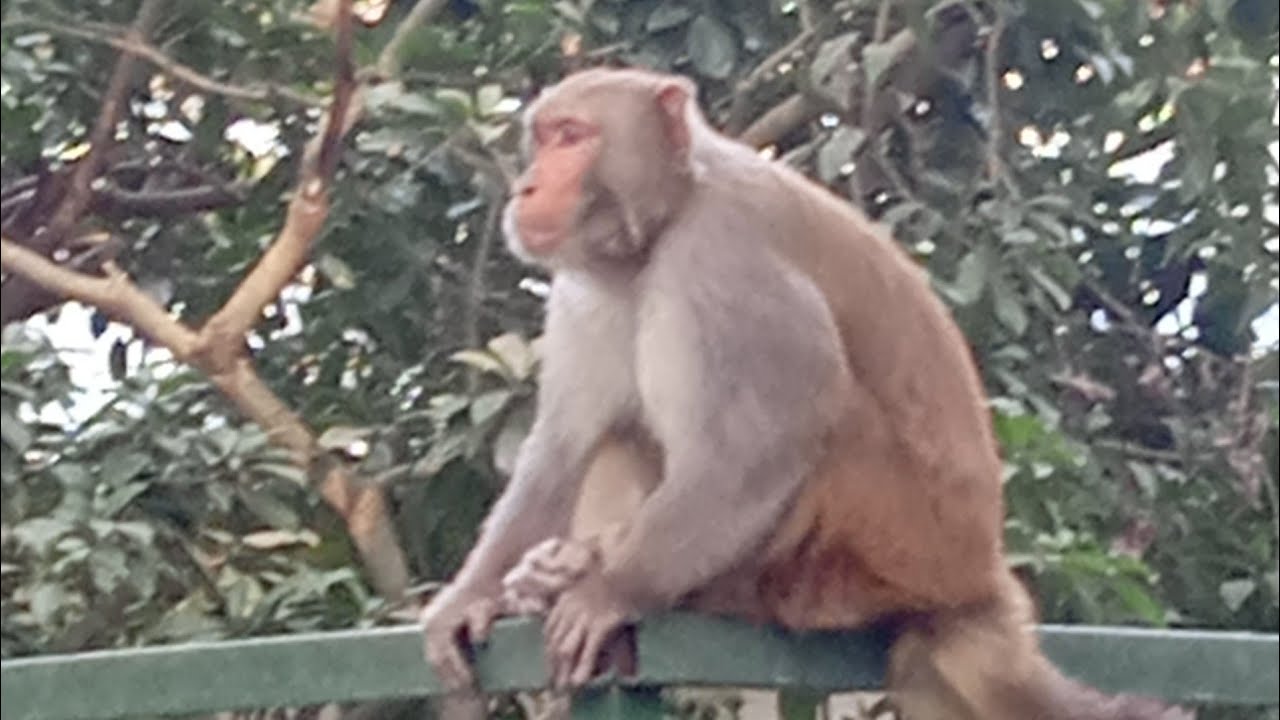 Guys Dekho Charon side monkey !! monkey ka beach may fas Gaye !! # ...