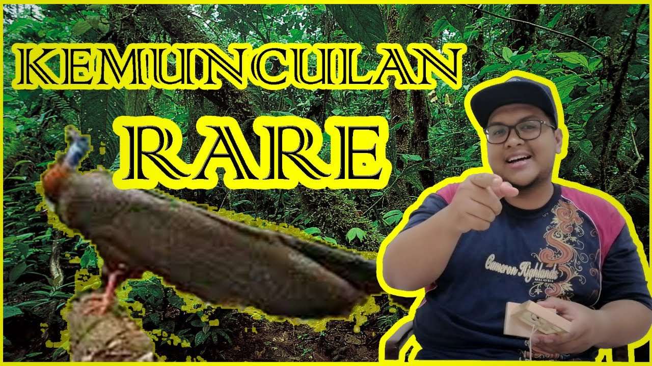 Kemunculan rare | Macam mana bunyi burung kuang? - YouTube