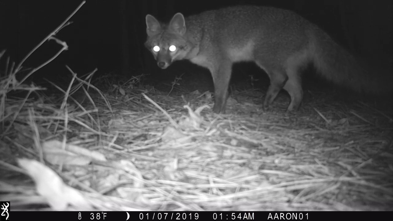 night fox trail camera videos 1/5-1/7 cary, north carolina - YouTube