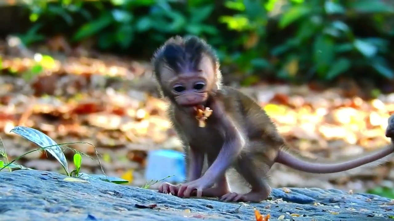 Aleah baby monkey mum Anita hybrid baby monkey 💖💖💝💝💕🤣 - YouTube