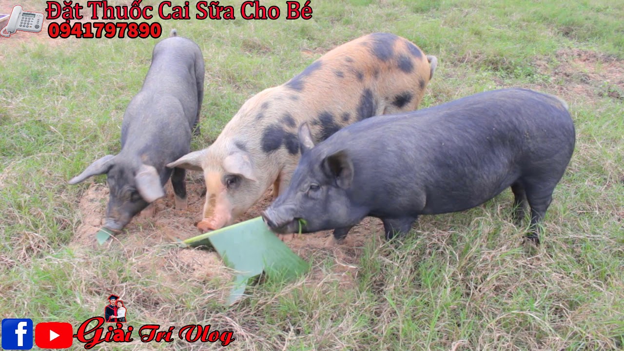 Con heo béo tròn của bé và tiếng heo kêu - YouTube