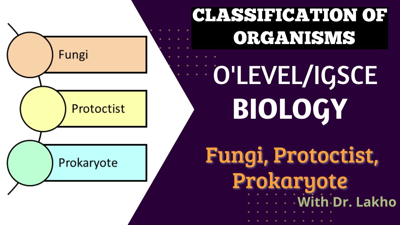 Fungi, Protoctist, Prokaryote | O'Level/IGCSE Biology | Biology with Dr ...
