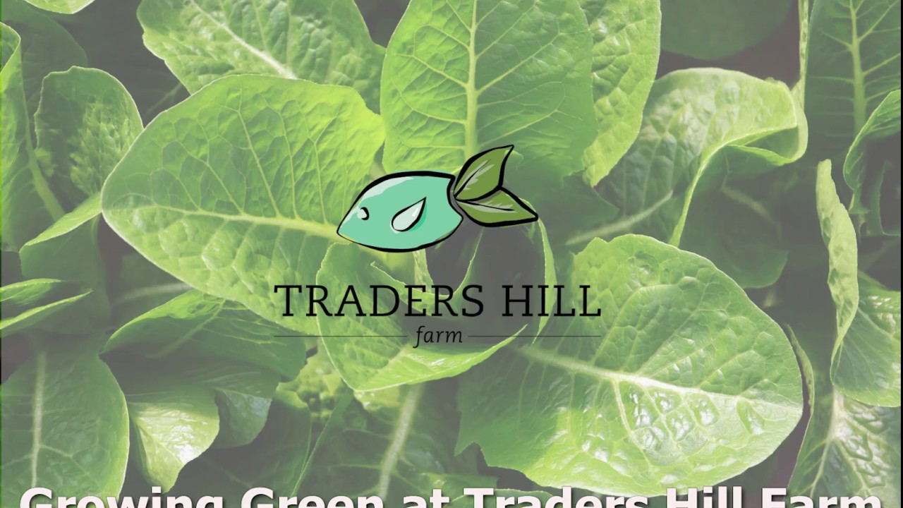 Growing Green at Traders Hill Farm - YouTube