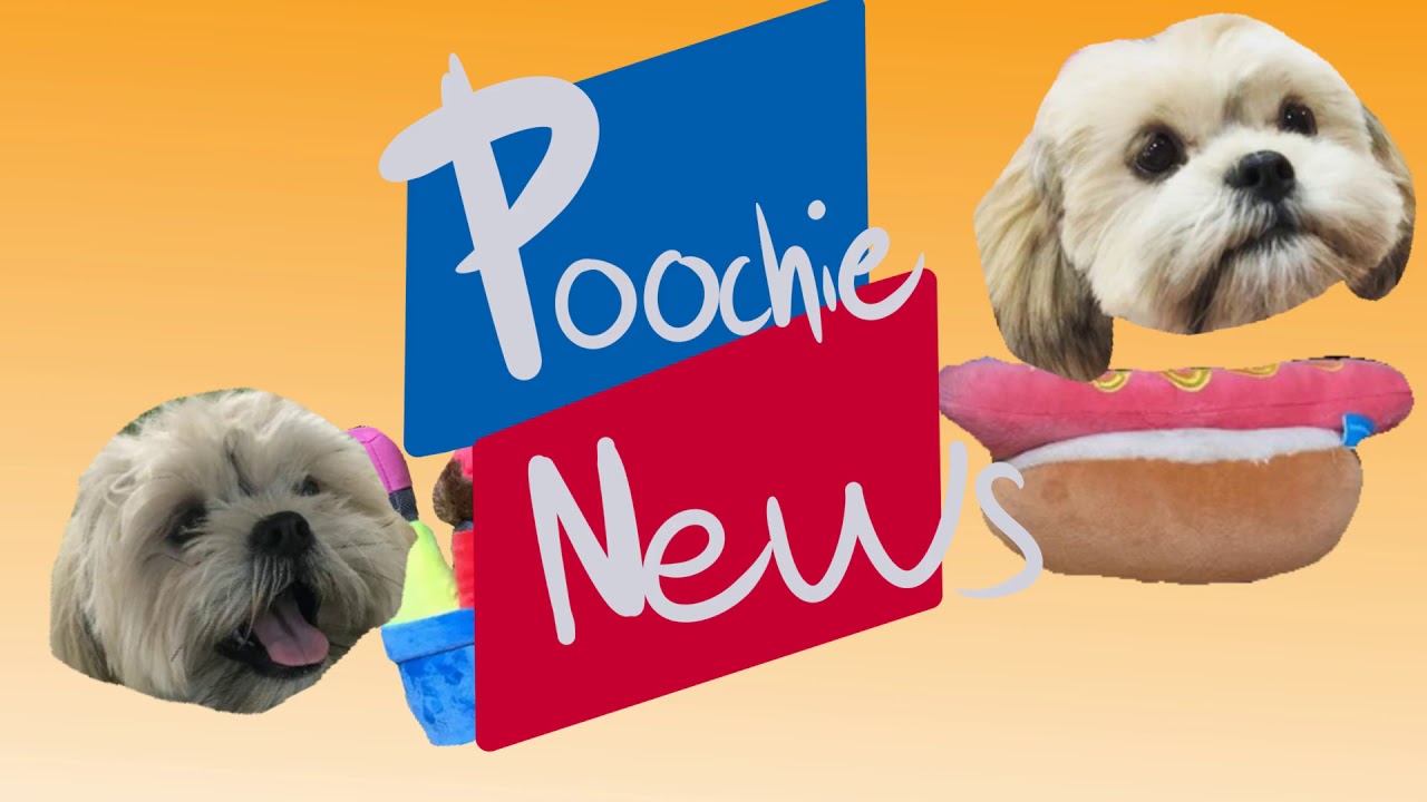 Poochie News #2 ; Taking Care of Your Pooch - YouTube