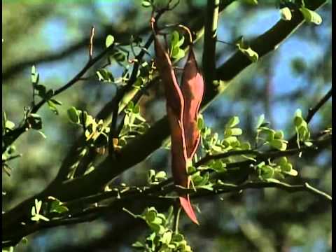Scientific American Frontiers "Science 911" Tree Plant DNA Forensic ...