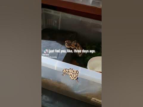 Avoided a Ball Python Bite - YouTube