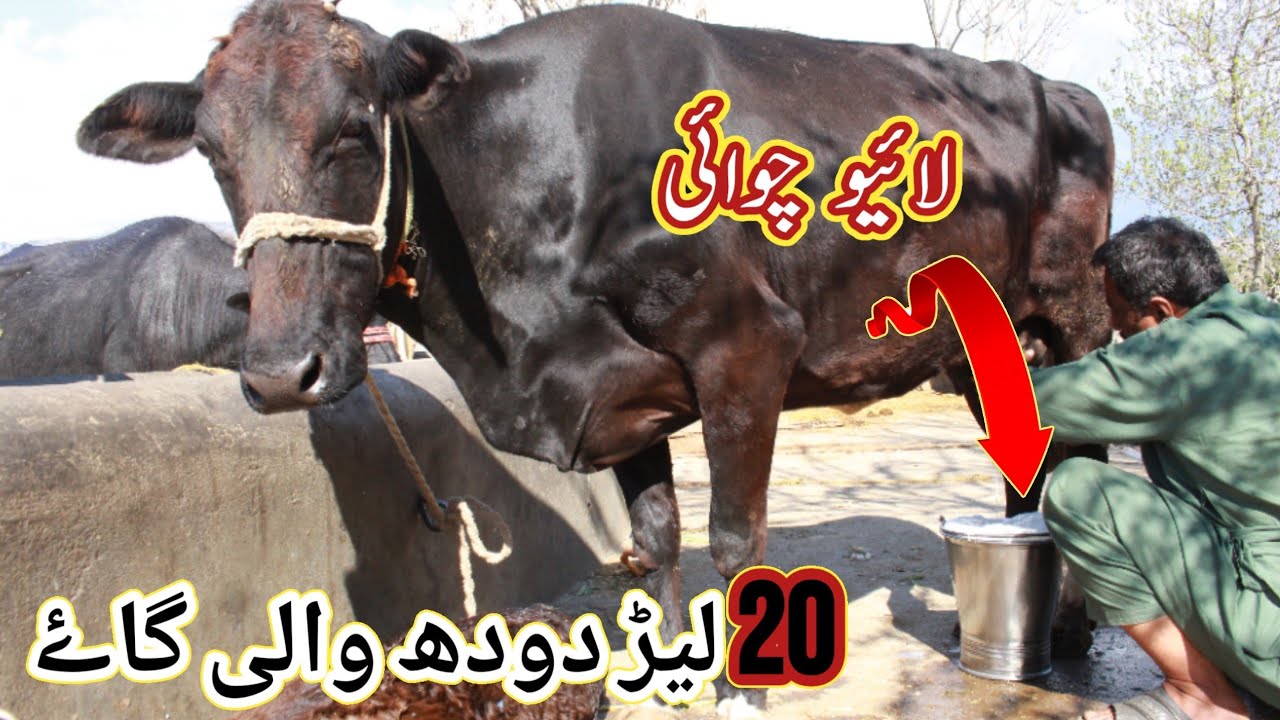 Latest price of animals in AJK 2025 || Buffalo and cows for sale #cows ...
