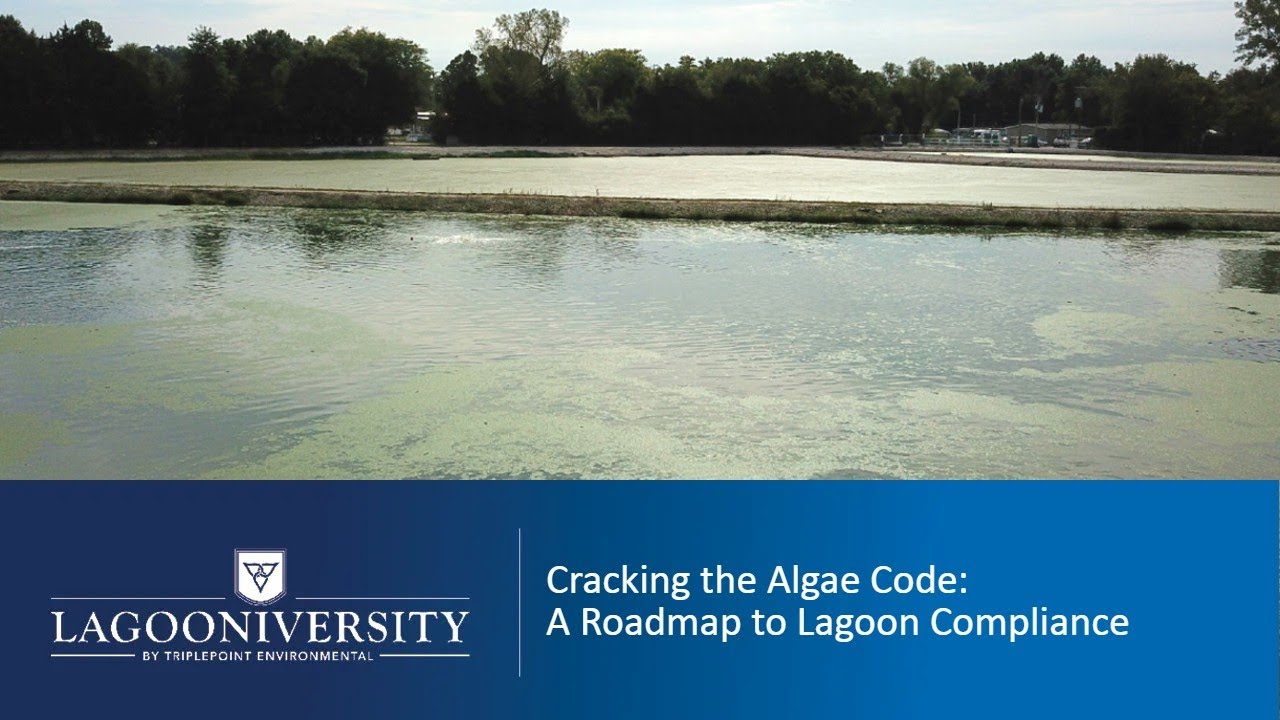Free Webinar: Cracking the Algae Code A Roadmap to Lagoon Compliance ...