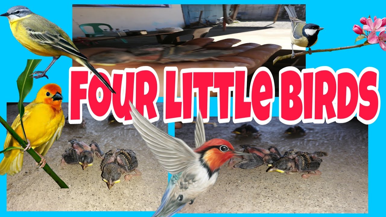 Four Little Birds/Day-1 - YouTube