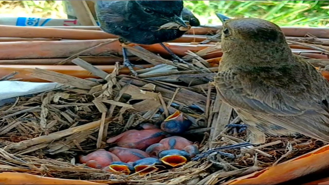 Sooty chat trying Birds both bring the baby a cricket to eat, but the ...