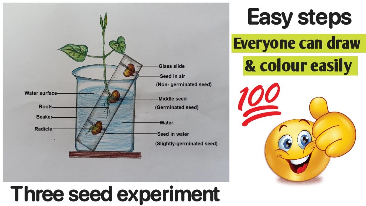 Three bean seeds experiment diagram | three seeds experiment - YouTube
