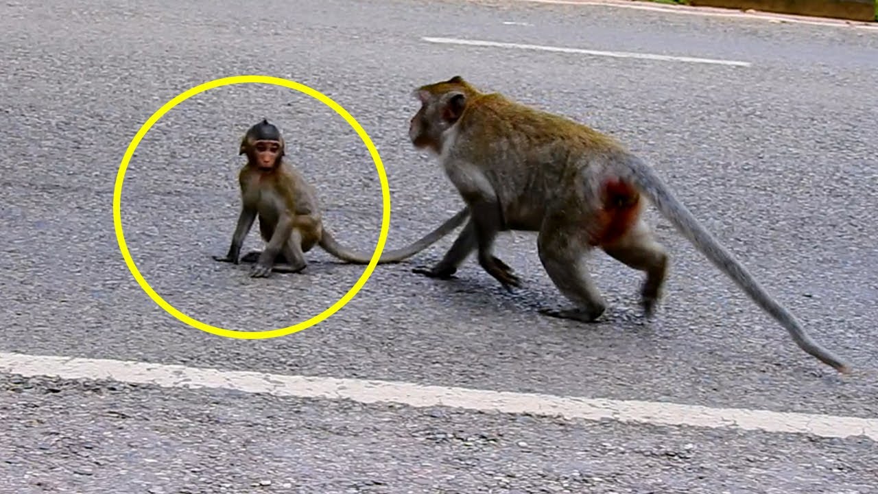 So Scare.. Jazzy Monkey Not Successful Crossing Road Coz Still In Fear ...