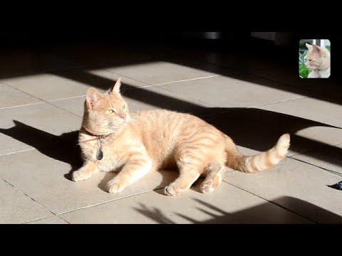 Funny cat - Gato chistoso - YouTube
