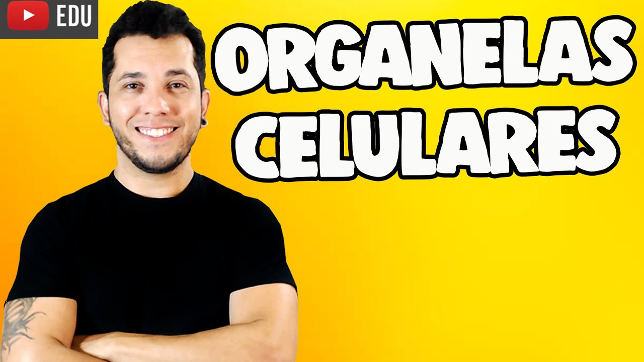 ORGANELAS CITOPLASMÁTICAS│Prof. Patrick Gomes - YouTube