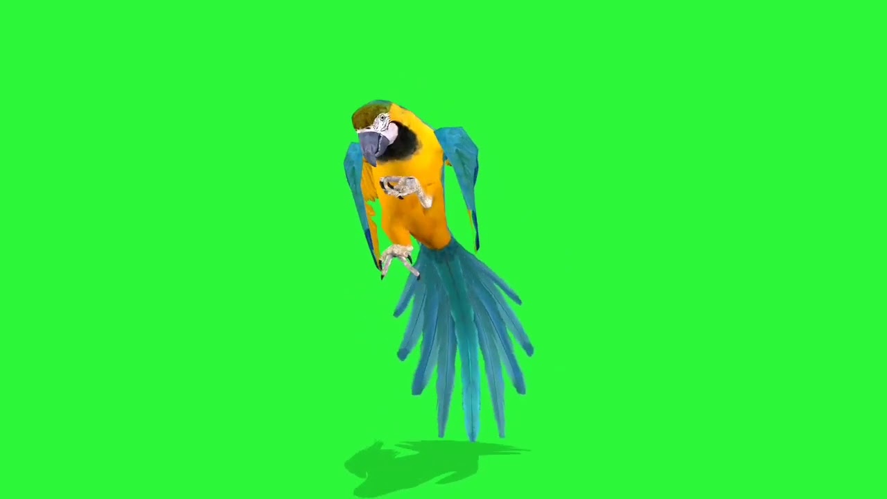 Parrot 3D animation Green screen - YouTube