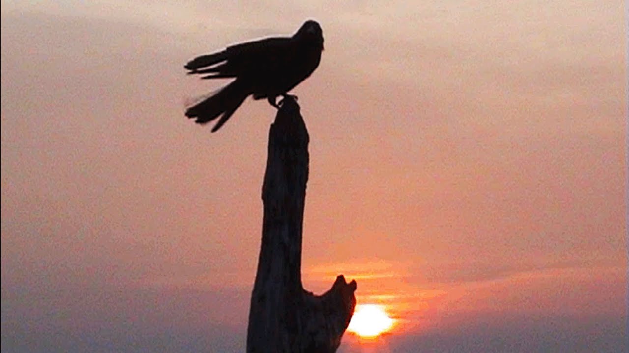 South India: the Chinese fishing nets (Cheena vala) of Cochin/Kochi ...