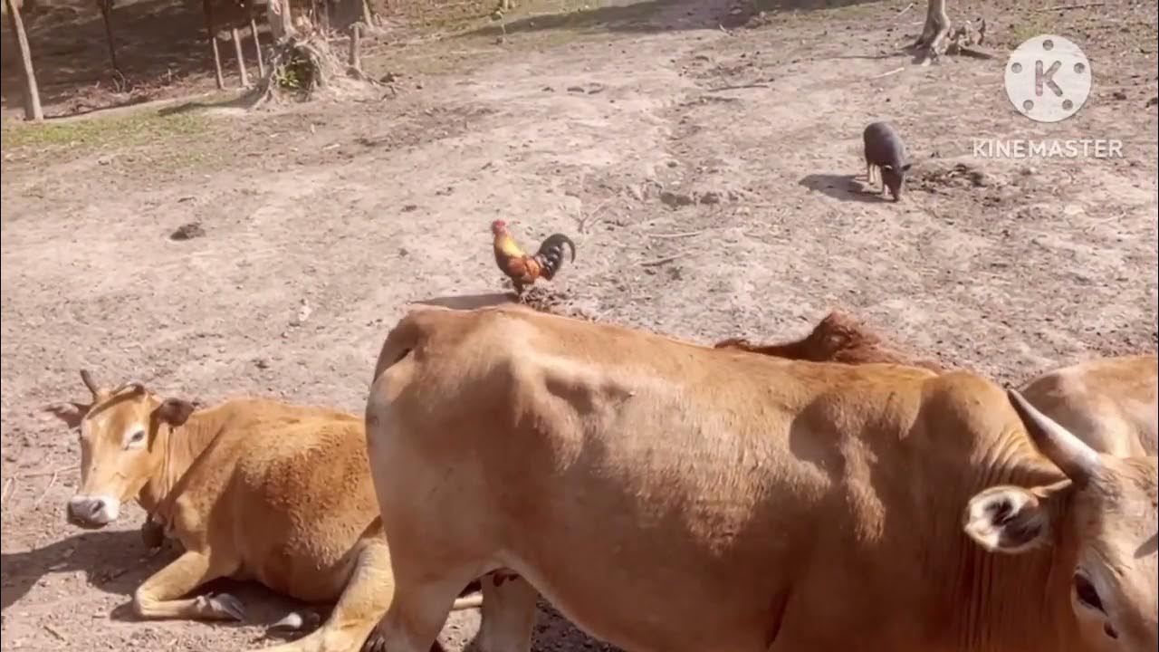 muag qaib dib daj qua zoo tas siab nrho 2024 - YouTube