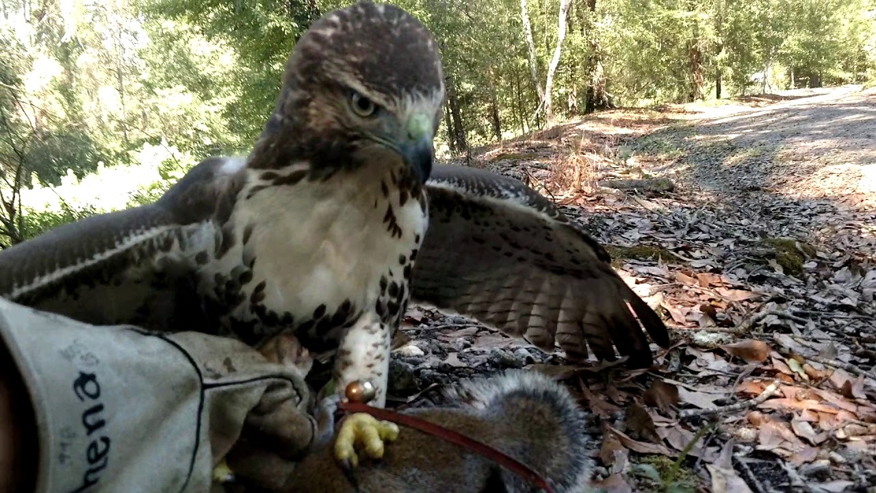 Redtail Hawk vs Squirrel - YouTube
