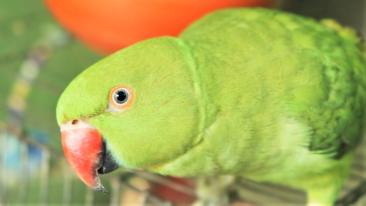 Parrot's Chirping at Morning | Natural Parrot Sounds | Parrot Calling ...