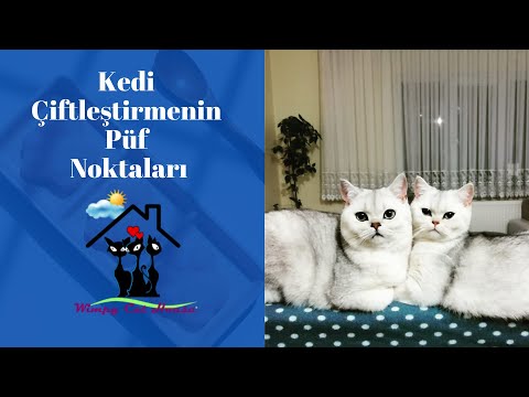 Kedi Çiftleştirmenin Püf Noktaları