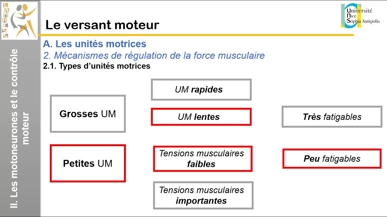 IV. Le versant moteur: Les unités motrices (1) - YouTube