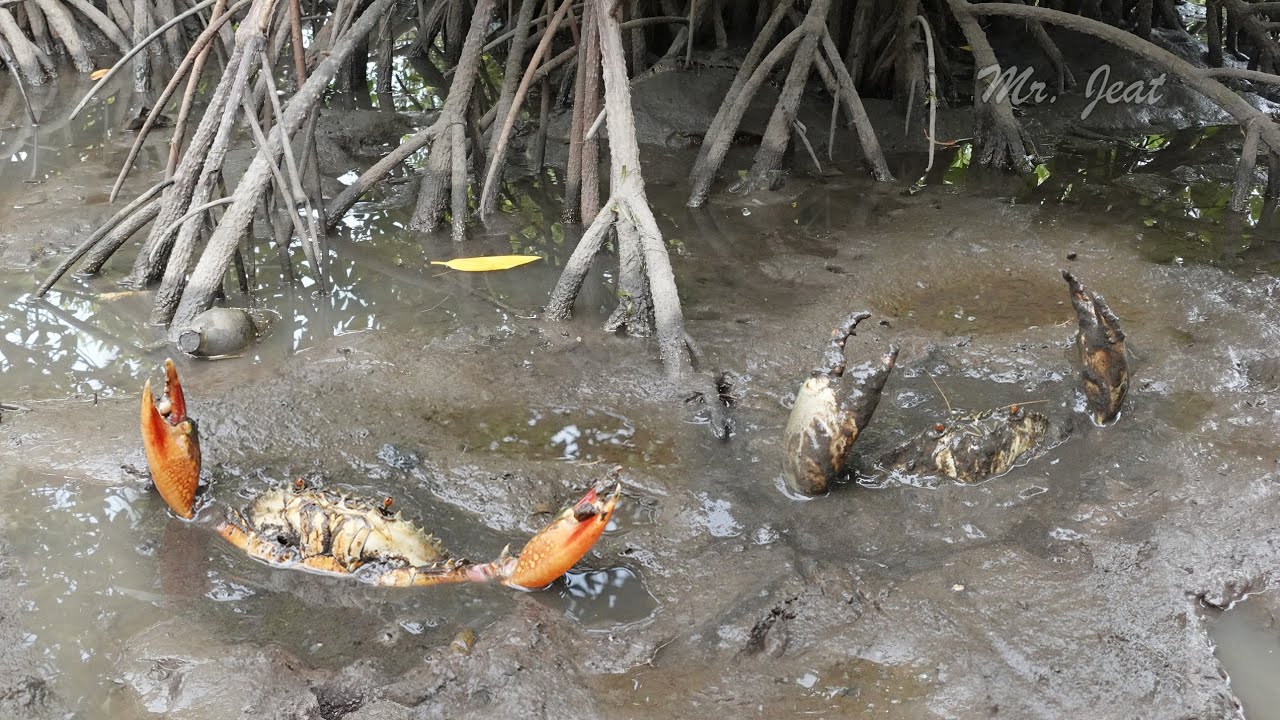 A Lot Of Huge Mud Crabs under Mangrove Trees after Sea Water Low Tide ...