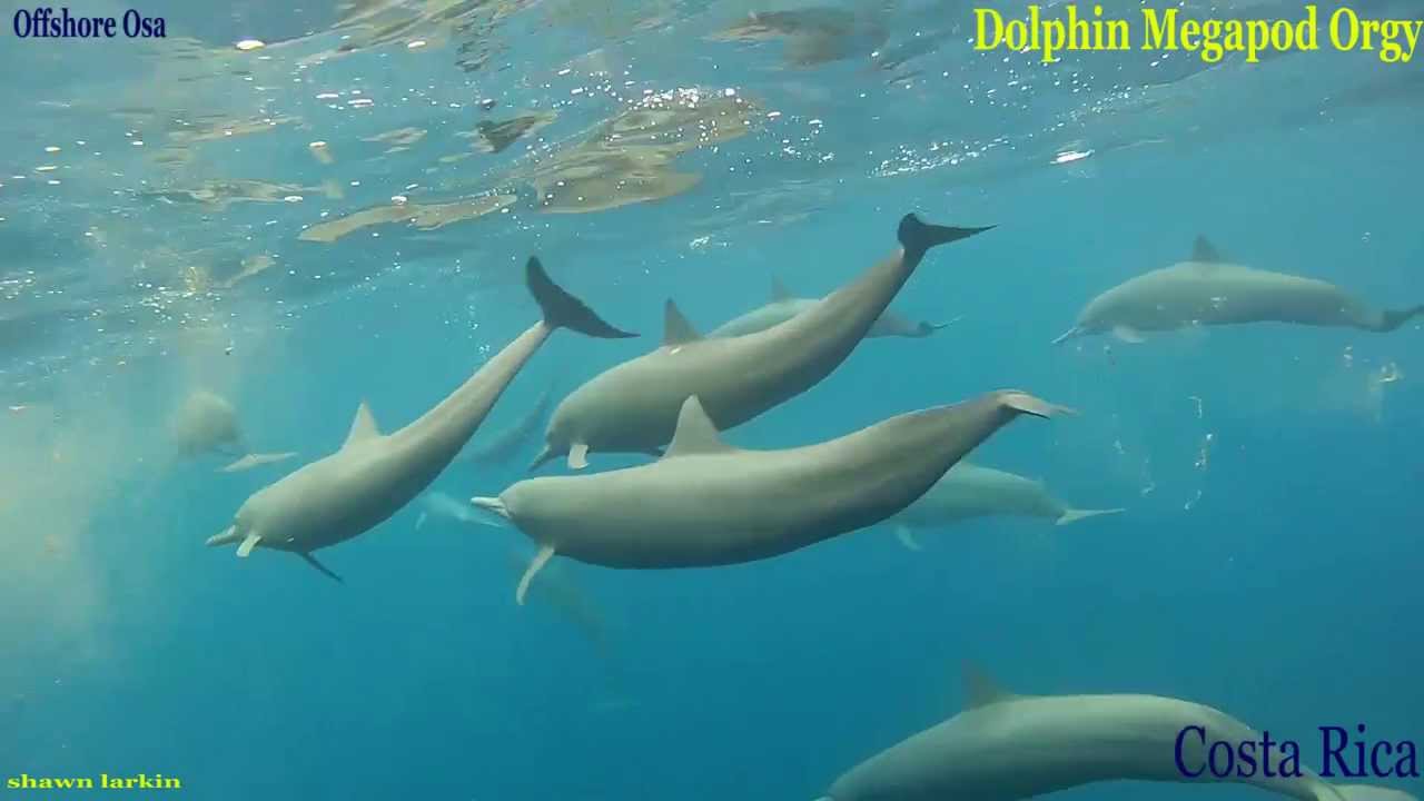 Dolphin Megapod Orgy, Solo Osa Costa Rica, Orgía Megamanada Delfines ...