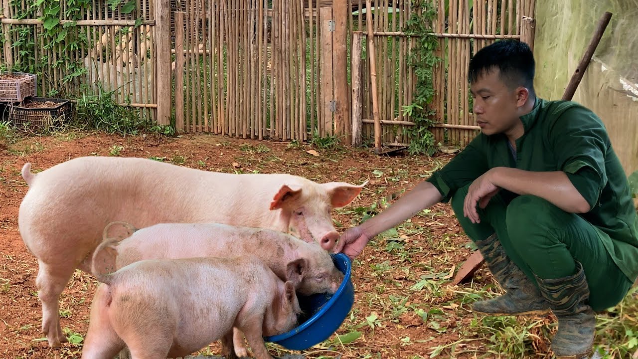 150 days of change to build a farm, raise pigs, geese and chickens, enhance the economy - YouTube