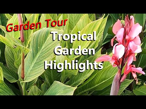 Highlights of the Tropical Plants in My Garden with Elephant Ears ...