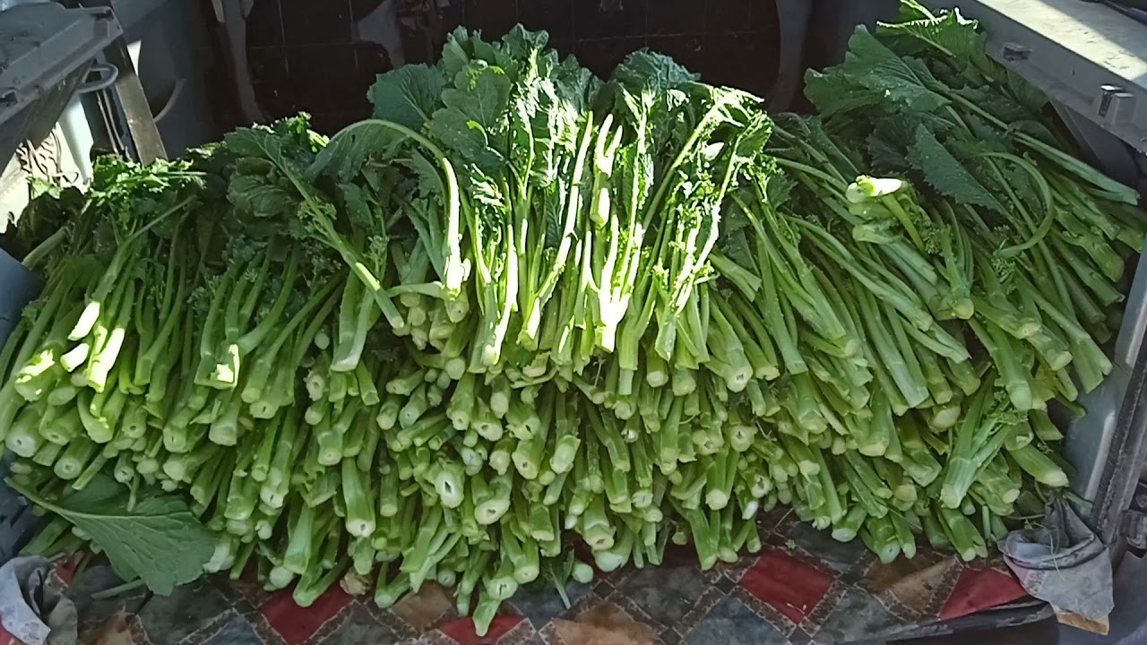 24 settembre la prima raccolta delle cime di rapa - YouTube