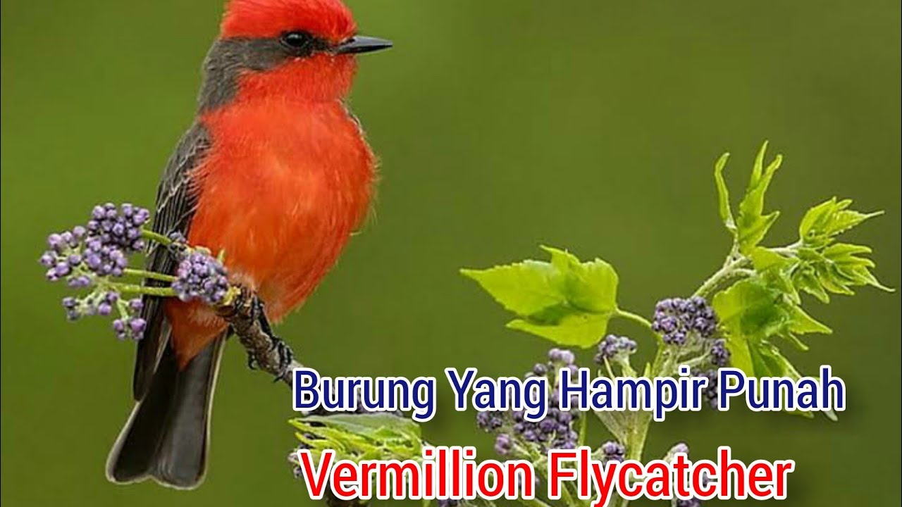 Vermillion Flycatcher-Burung Merah Cantik Yang Langka - YouTube