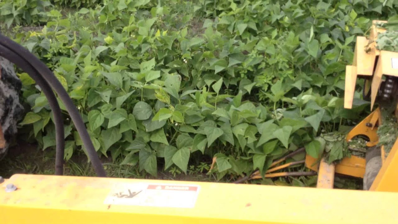 Green Bean Harvesting BH100 OXBO/Pixall - YouTube