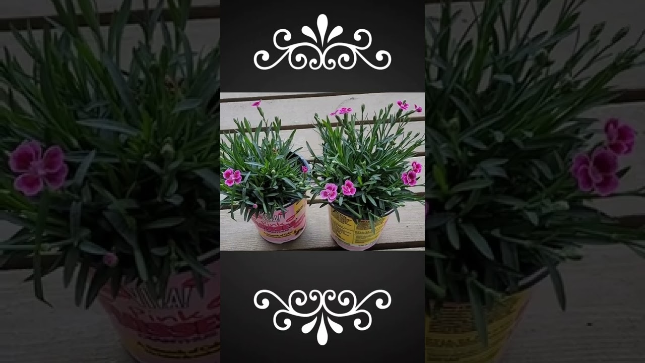 BEAUTIFUL FLOWERS - YouTube