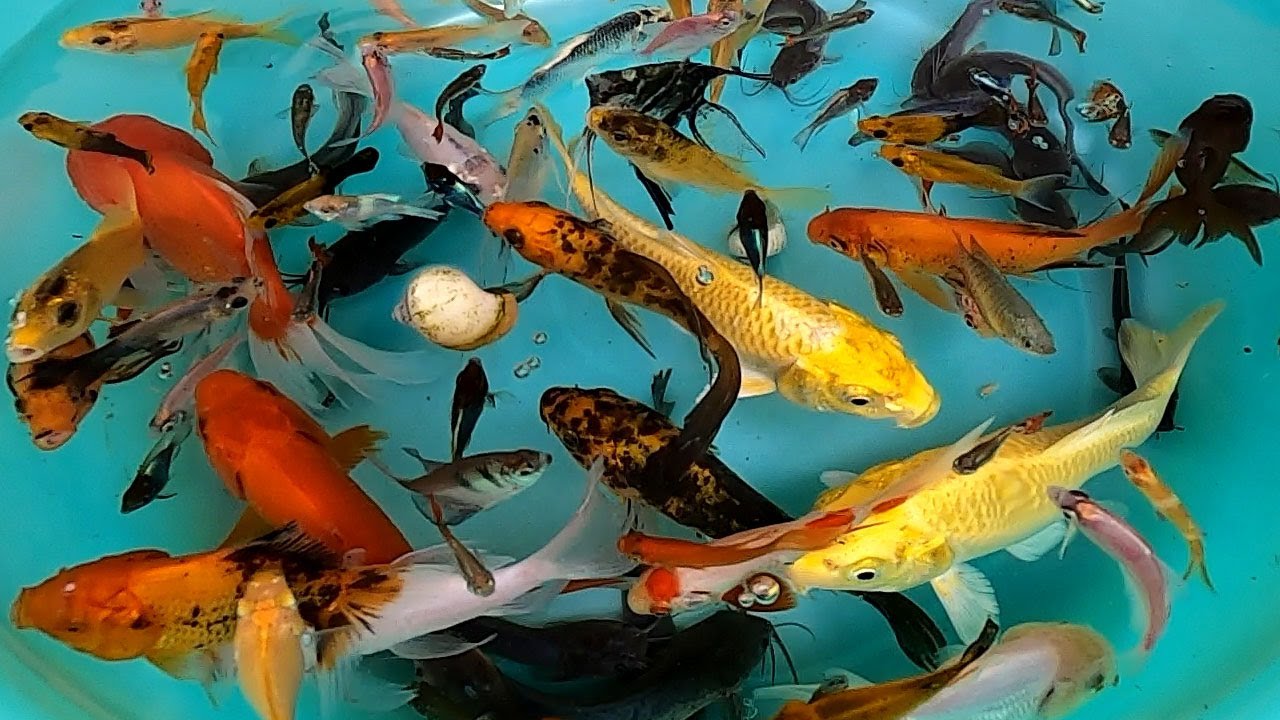Carp Fish Electric Blue Ram Cichlid Guppy Goldfish Koi Angelfish Molly ...
