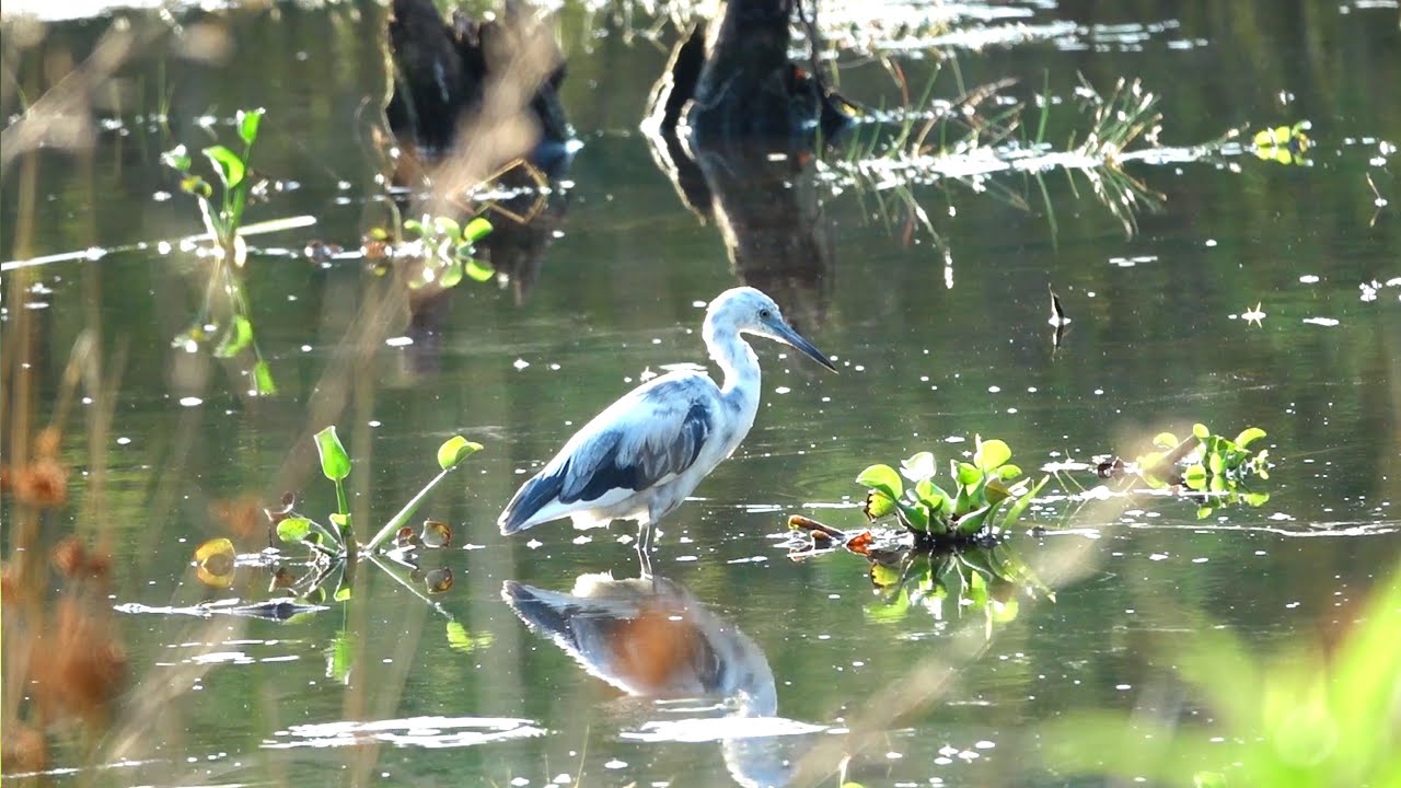Sunrise birding at the Spanish Pond May 28'th 2021 - YouTube