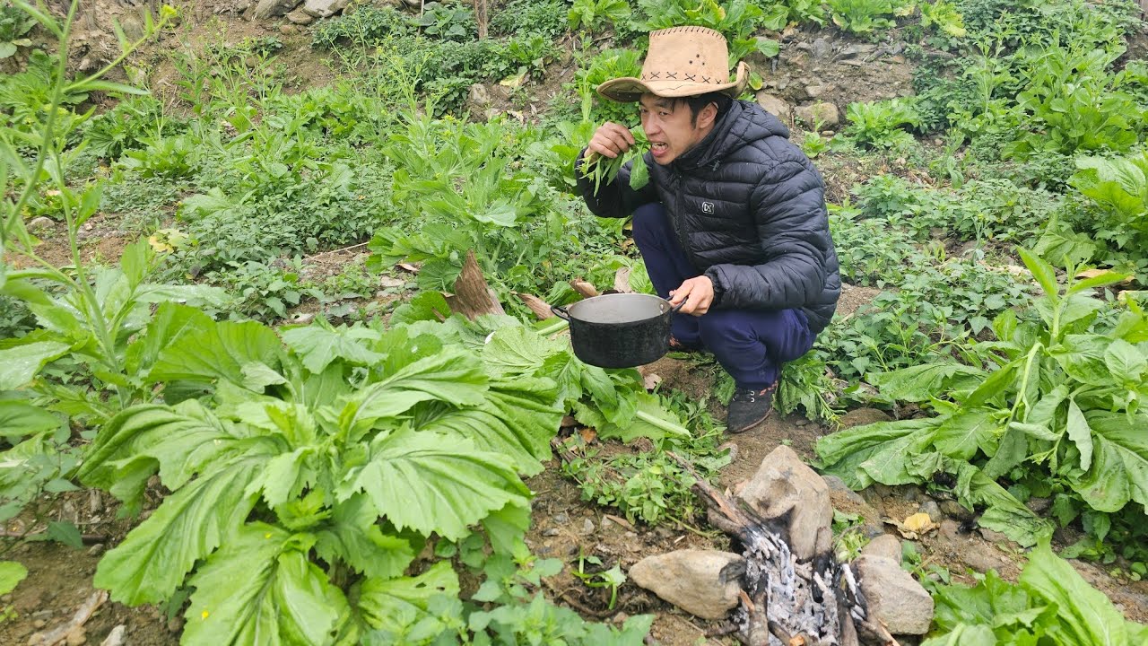 Foraging on the mountain saw clean vegetable garden - YouTube