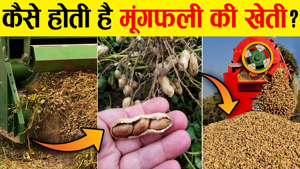 मूंगफली की खेती कैसी होती है? GROUND NUT FARMING PROCESS | MODERN ...