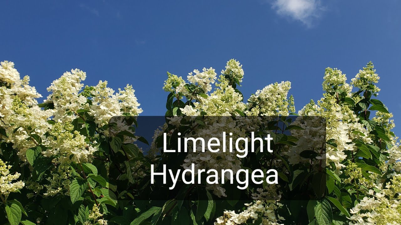 My Beautiful Limelight Hydrangea - YouTube