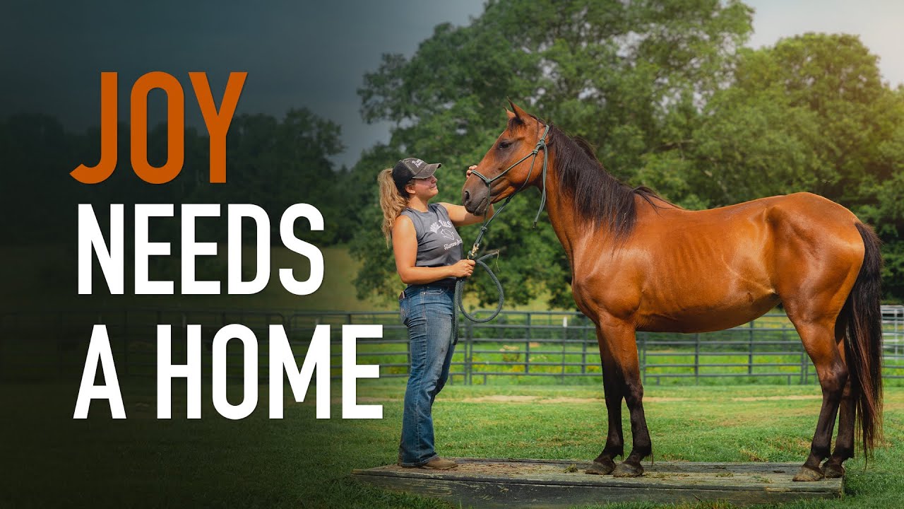 Joy Needs a Home - YouTube