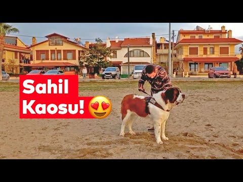 Dev Bebek Porto Sahilde: Çılgın Bir Gün! 🐶🌊❤️ St. Bernard Vlog