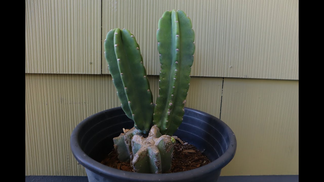 Facts About The Peruvian Apple Cactus!!! - YouTube
