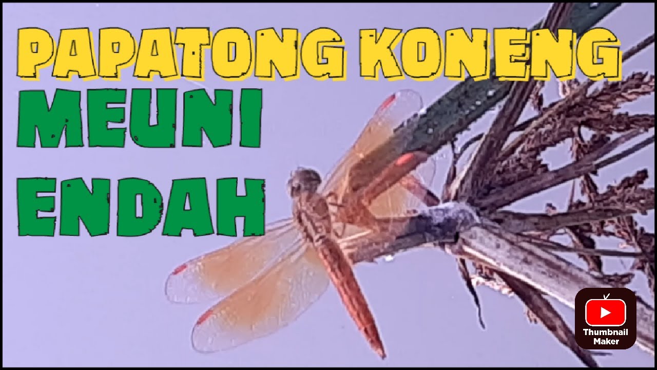 INDAHNYA CIPTAANMU YAA ROBB, PAPATONG, KINJENG, CAPUNG, #capung #fauna ...