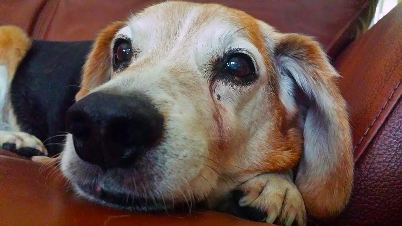 Funny Rescue Beagle Dogs Howling at Sirens BAROO - YouTube