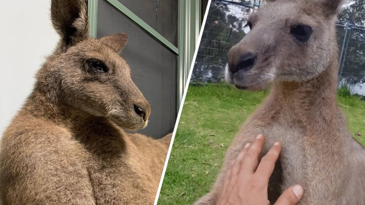 This giant kangaroo with huge ego is the biggest baby - YouTube