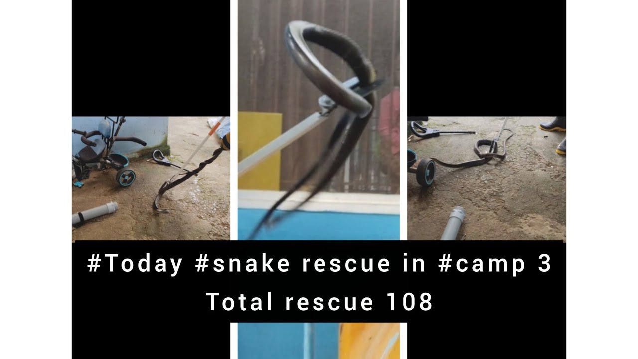 #Today# snake rescue in# camp 3 total rescue 108 - YouTube