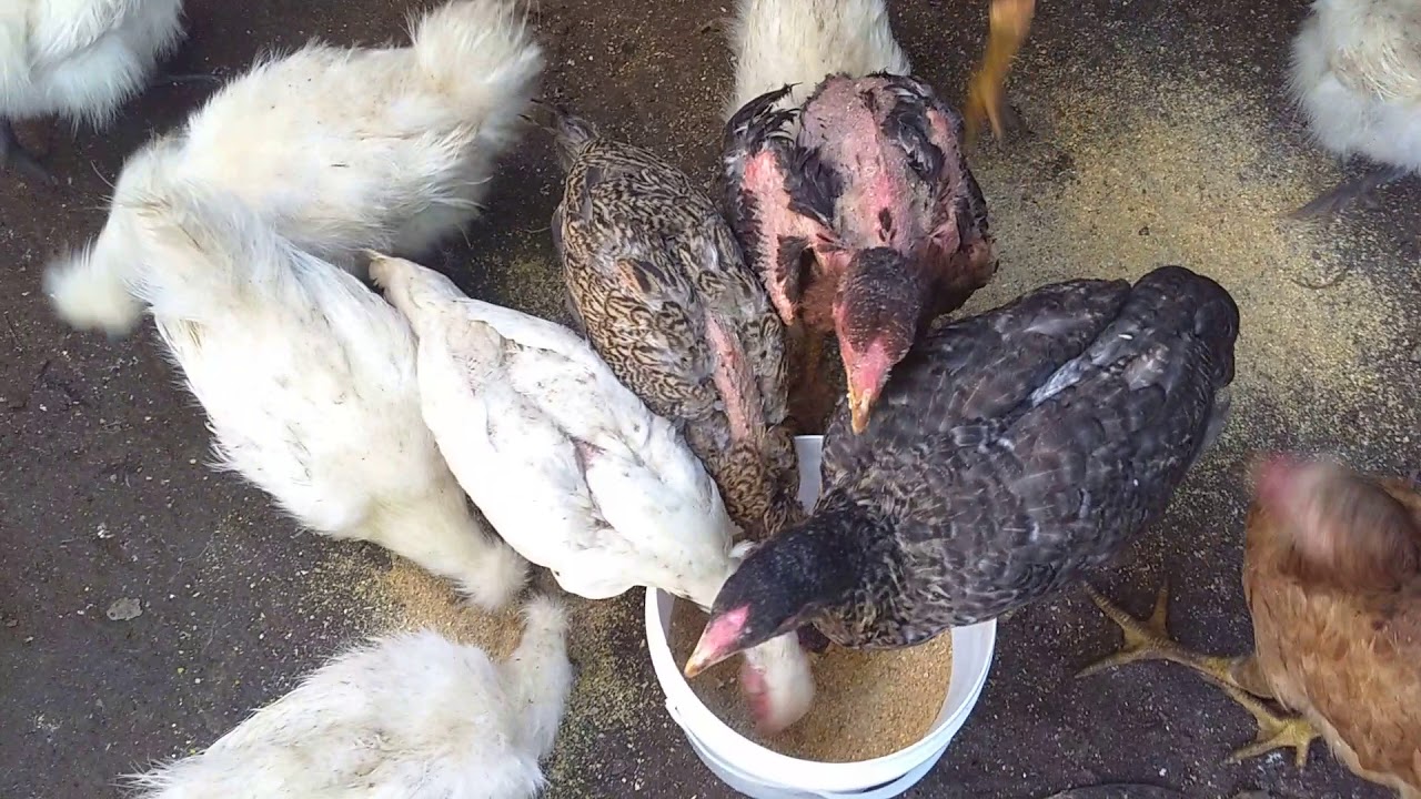 Como alimentar as aves de maneira correta? Saiba a variedade de ...