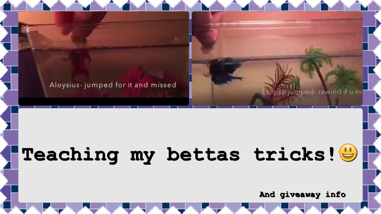Teaching my 5 Betta fish tricks - YouTube