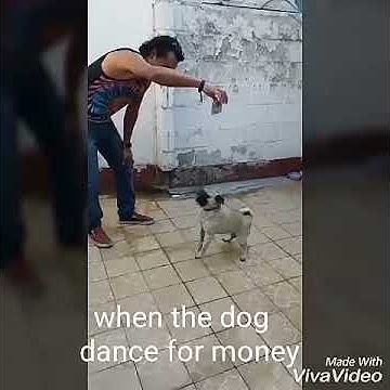 Cuando el perro baila por dinero - YouTube